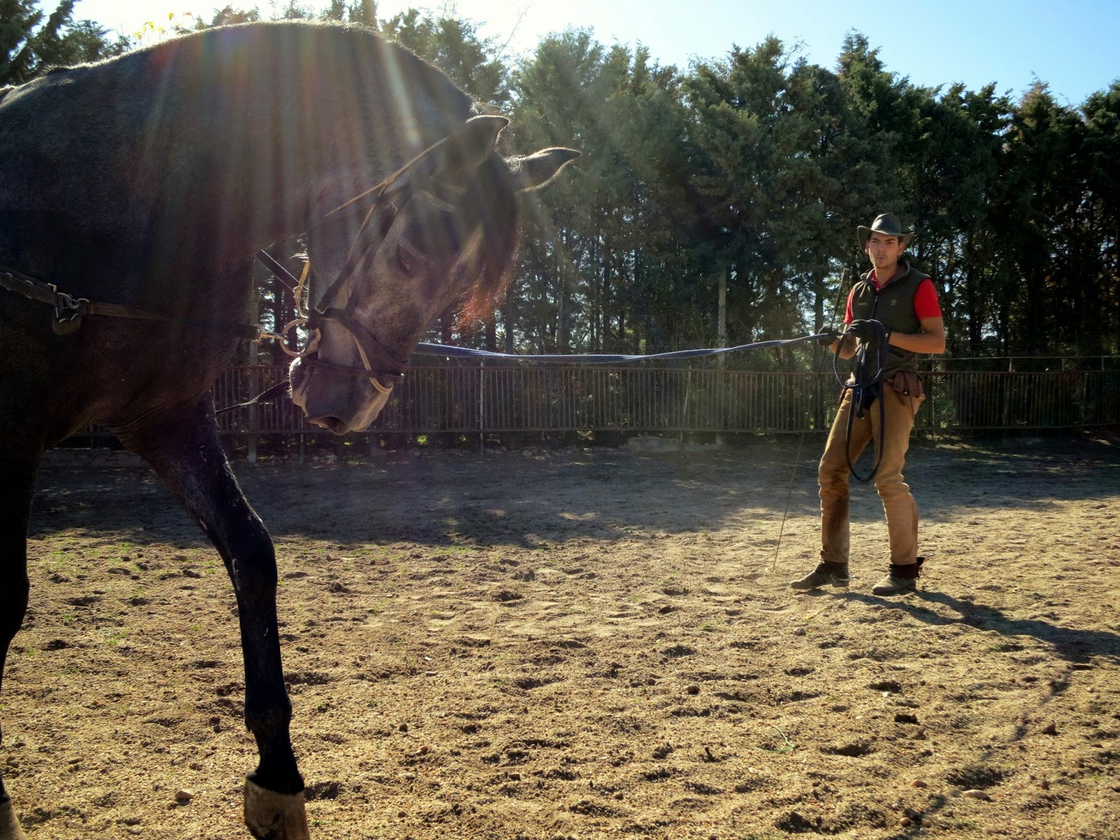asociación de caballistas del Nordeste de Segovia: La doma básica del ...