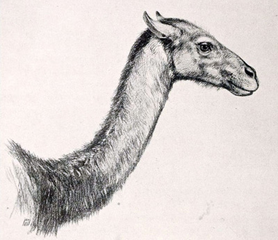 Synapsida: Miocene (Pt 16): Giant Camels and High Llamas