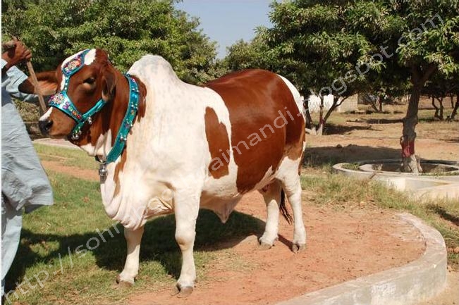Sohrab Goth Gai Mandi Photos Gallery: Shah Cattle Farm 2008