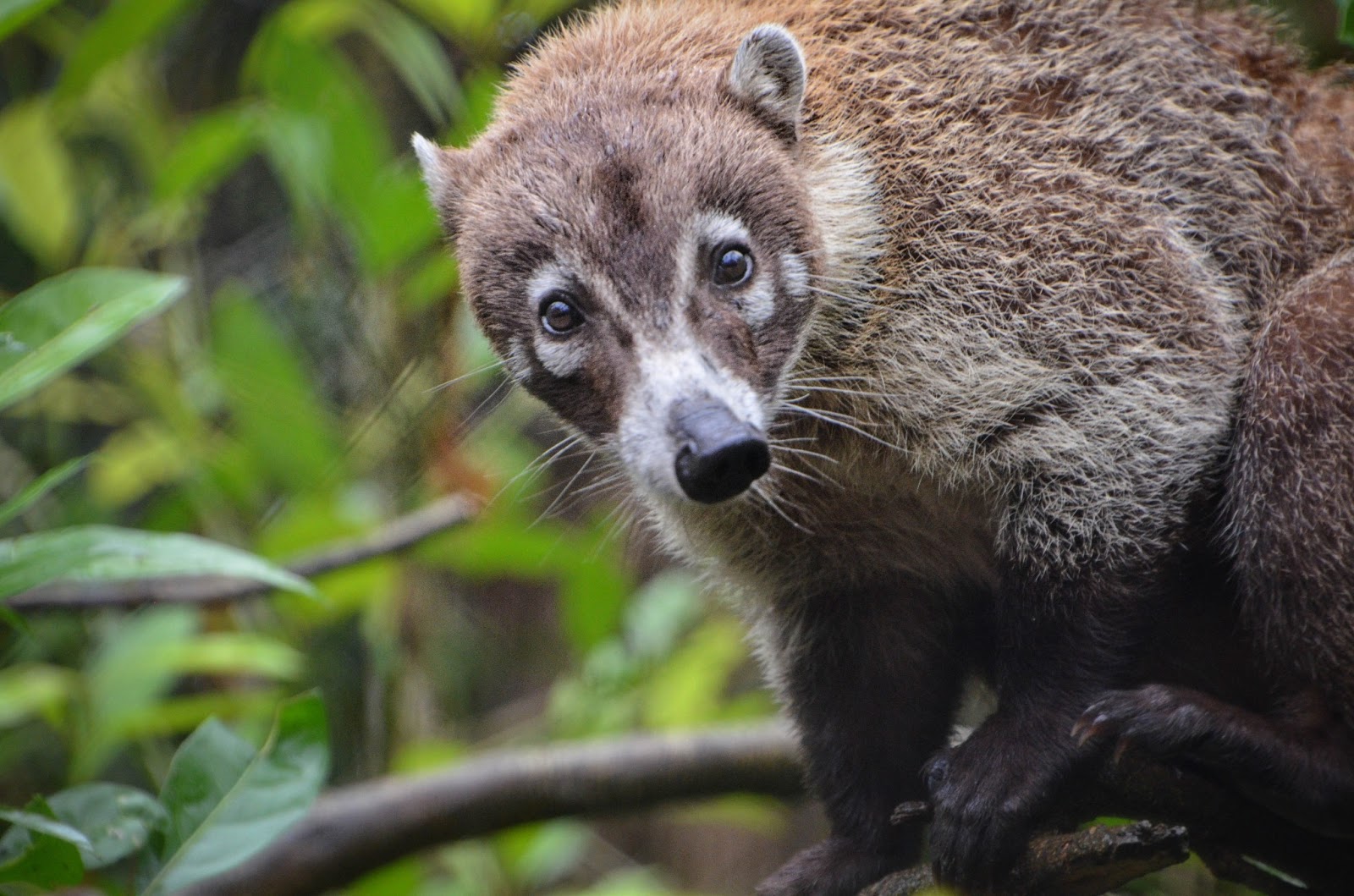 Annie Howland's Blog