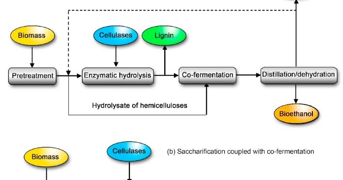 Cellulosic ethanol – The basics: Conversion pathway - Biochemical