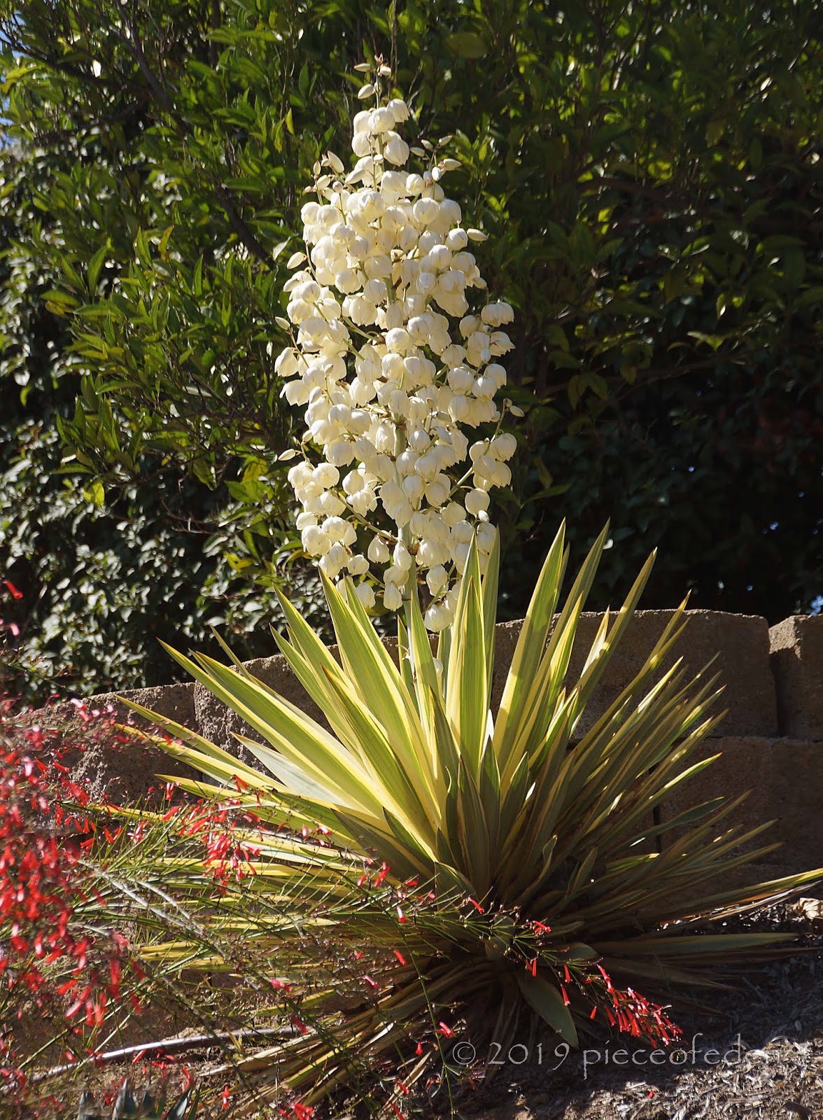 Rehabbing/Re-rooting A Mature Yucca 'Bright Star'