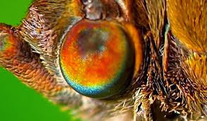 The Moth Eye And Better Thin Film Solar Cells - Universal Science ...
