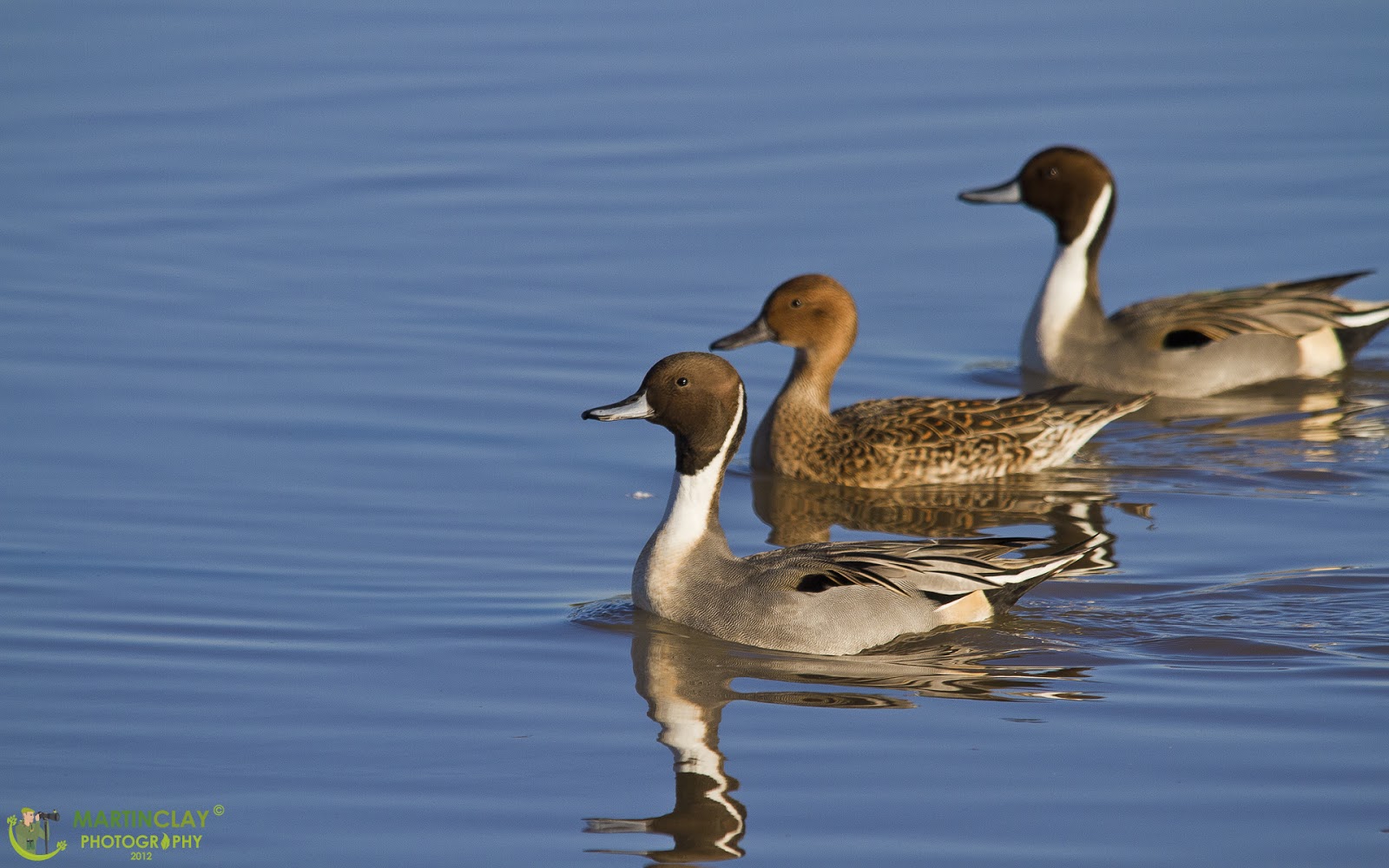 Martin Clay Photography: Perfect Pintail