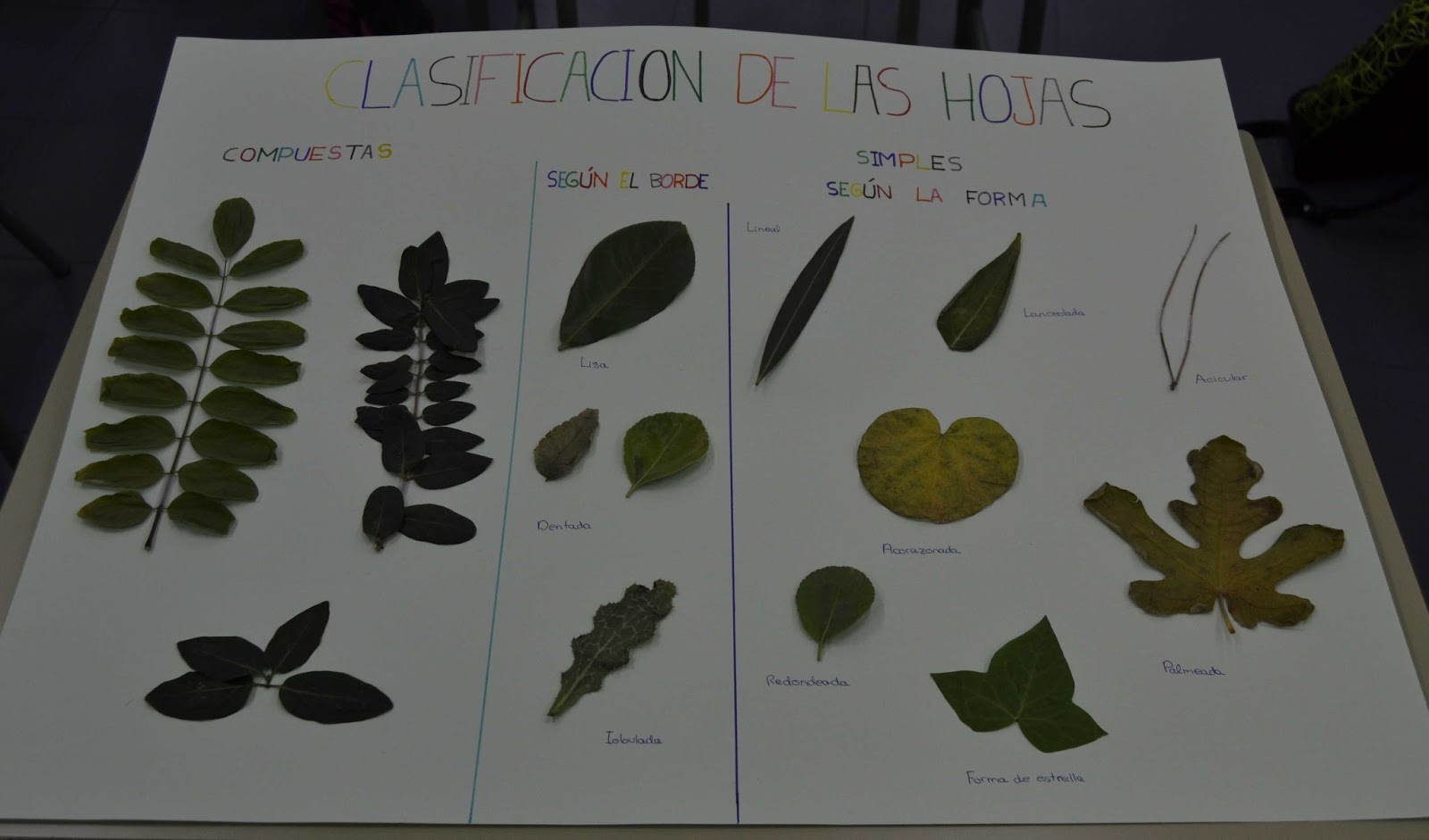 CLASIFICACIÓN DE HOJAS