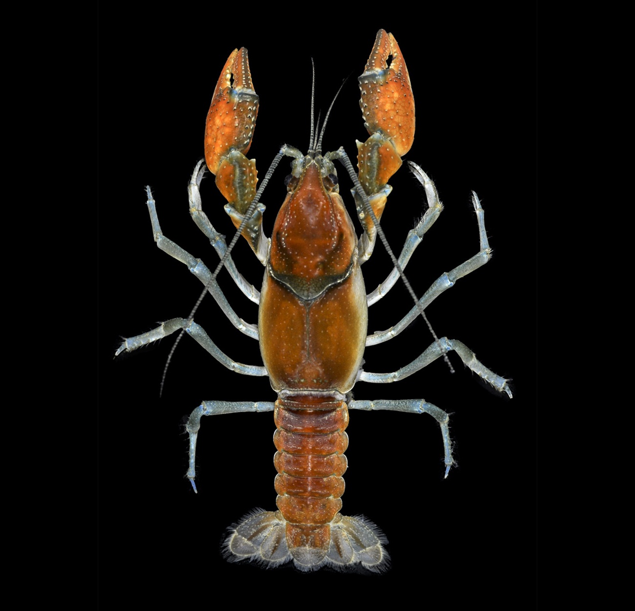 Species New to Science: [Crustacea • 2016] Fallicambarus schusteri • A ...