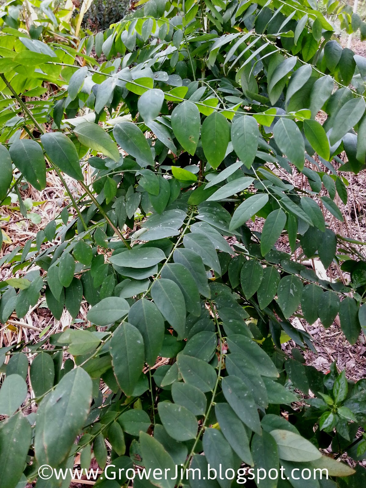 Garden Adventures: Katuk (Sauropus androgynus)