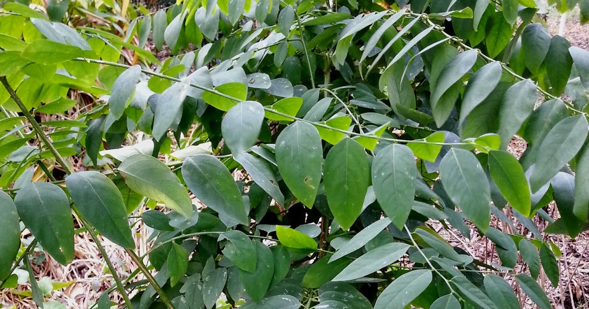 Garden Adventures: Katuk (Sauropus androgynus)