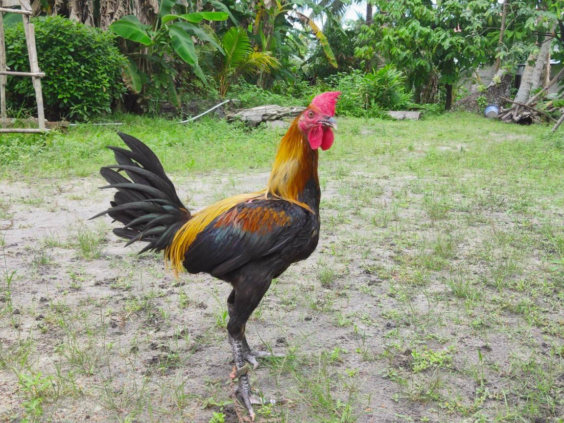 Ayam Peruvian - DUNIA INFORMASI