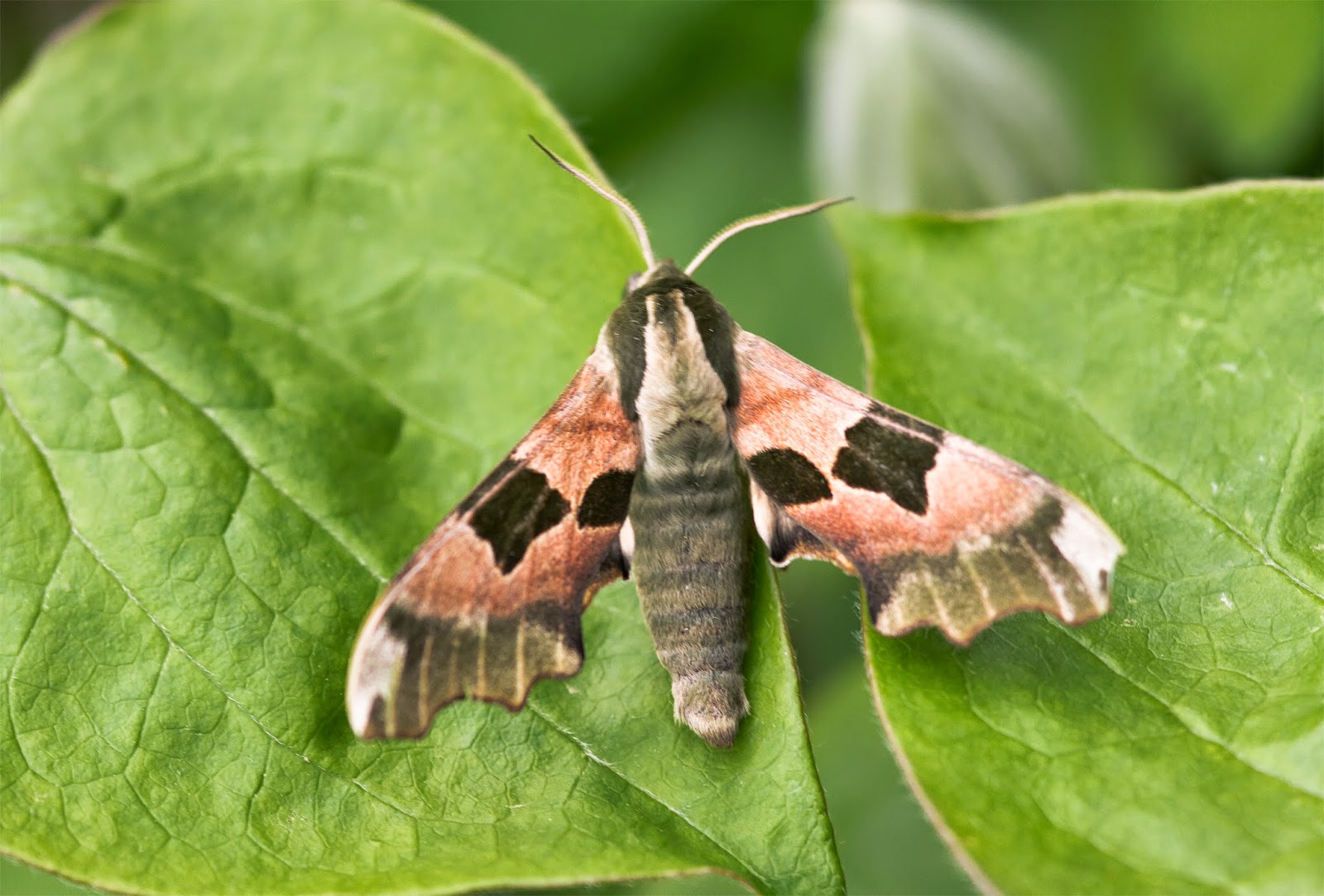 Bfb`s Outdoor Ramblings: Lime Hawk-moth