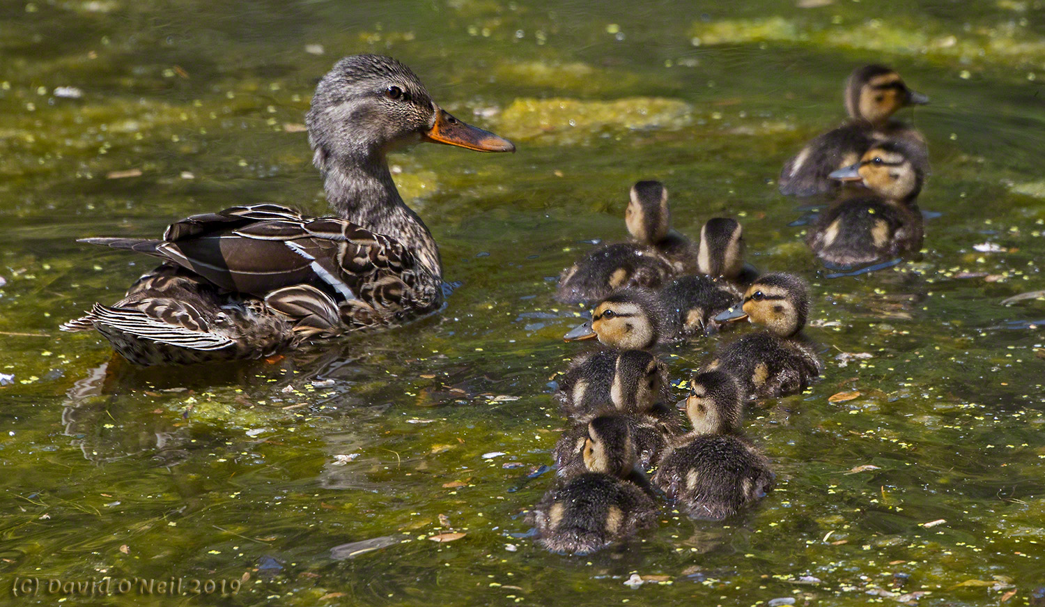 Ducks of Victoria's Beacon Hill Park: 2019