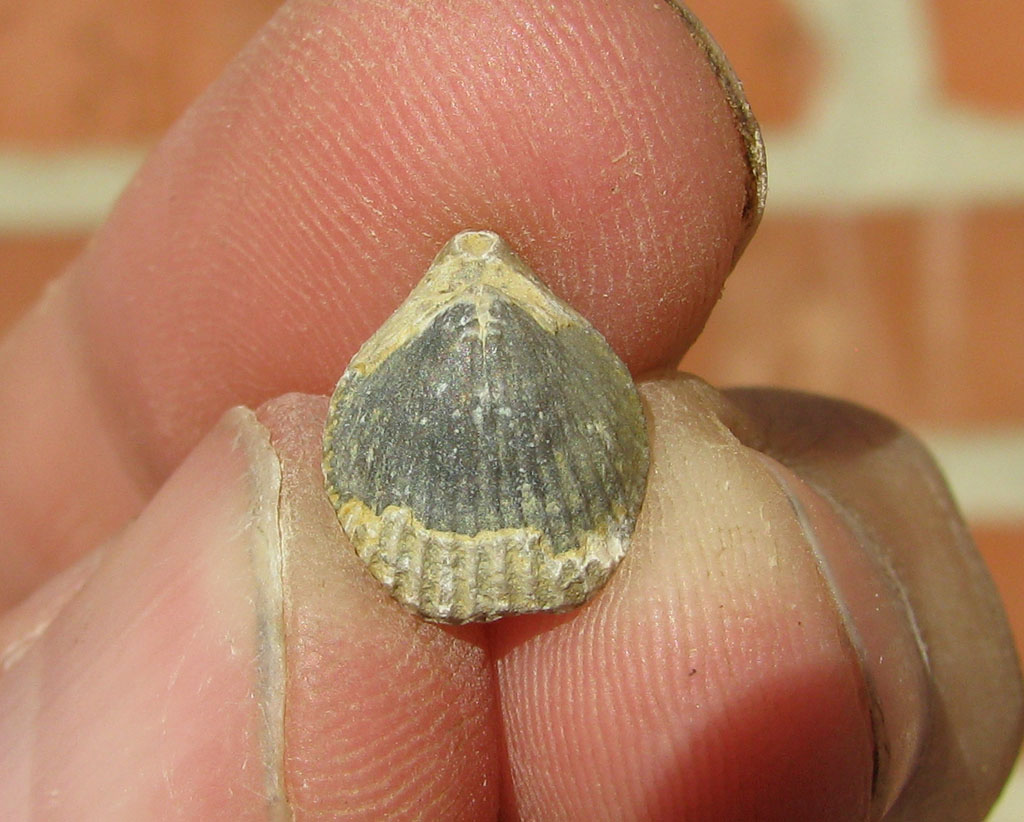 Views of the Mahantango: Eumetria costata brachiopod from the Chainman ...