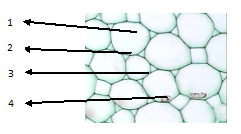 kamus pelajar: Pengamatan Empulur (gabus) Singkong