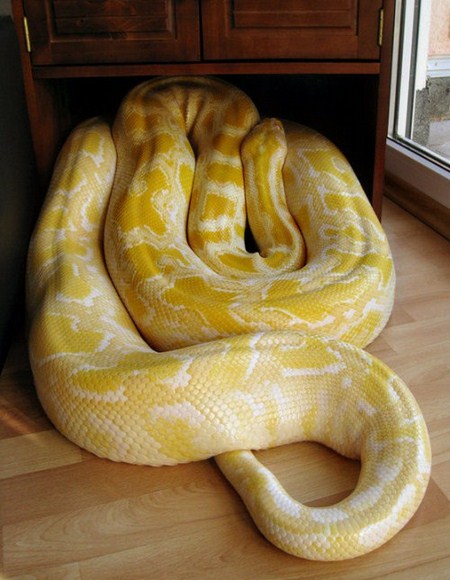 Share Good Stuffs: Julius - The Friendly Pet Python ( 35 Photos )