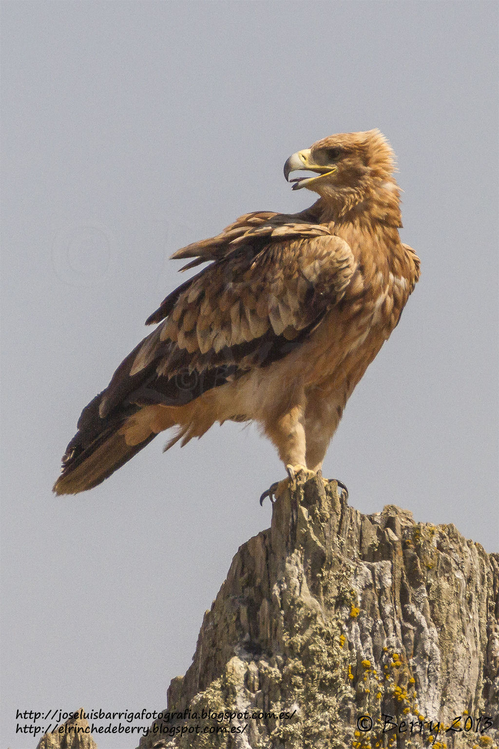 El Rinche de Berry : 2013