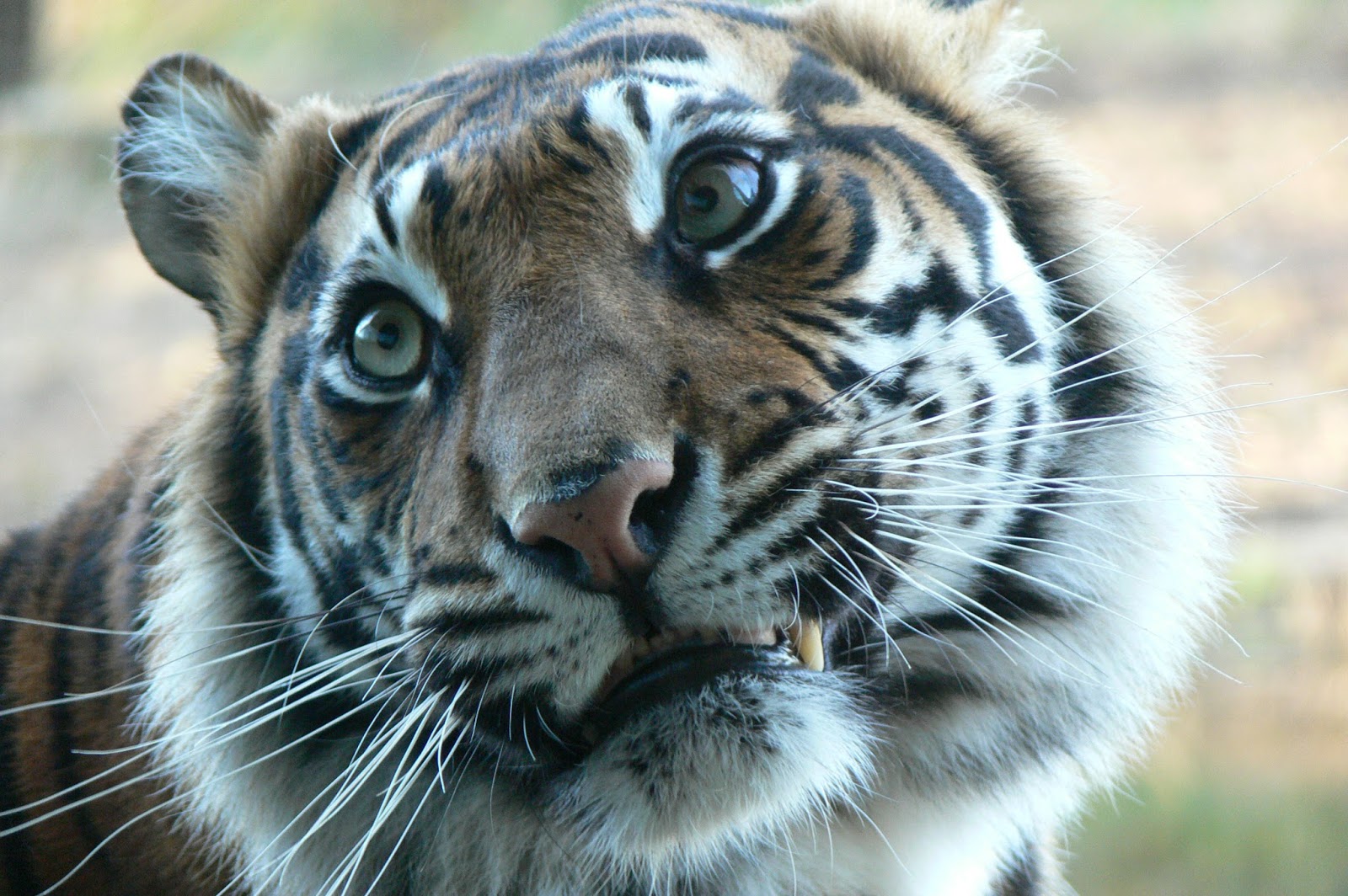 Tigers Life: Current tiger numbers released by the WWF