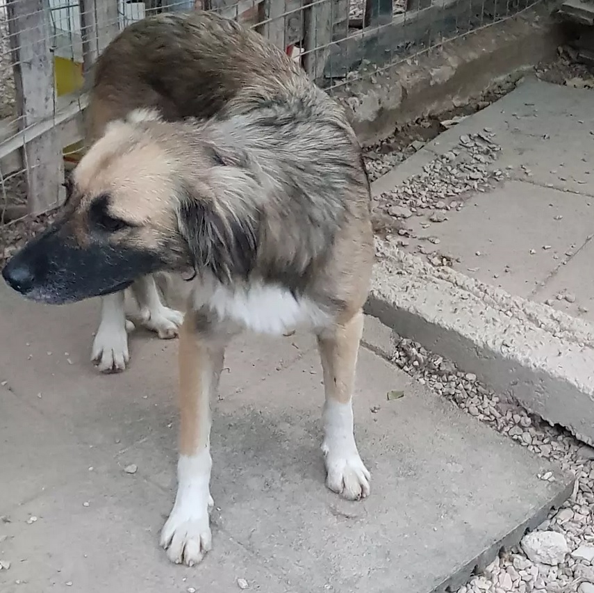ΦΙΛΟΖΩΙΚΟ ΚΑΙ ΠΟΛΙΤΙΣΤΙΚΟ ΣΩΜΑΤΕΙΟ ΠΑΛΑΙΟΥ ΦΑΛΗΡΟΥ