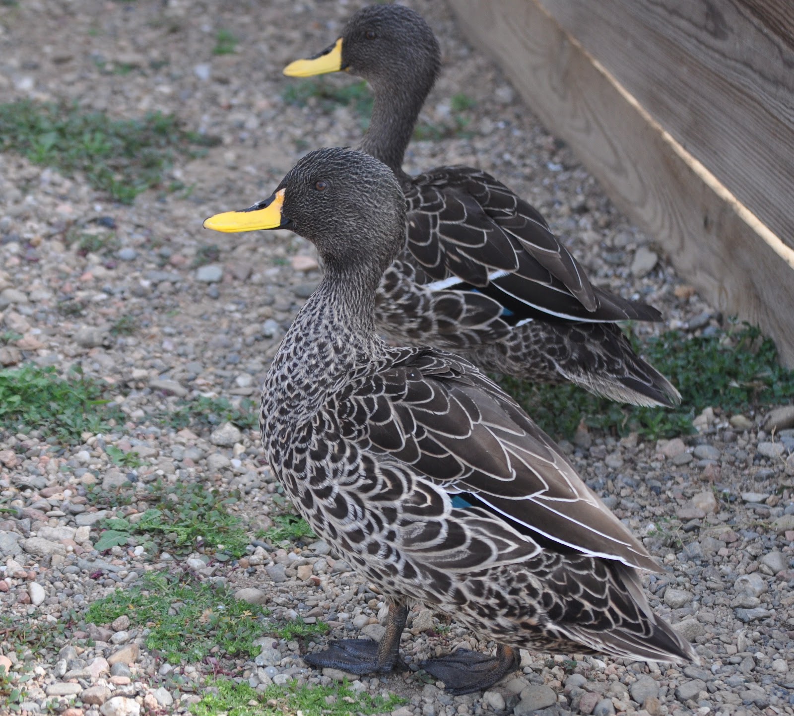 ZOOTOGRAFIANDO (6.100 ANIMALS): PATO DE PICO AMARILLO / YELLOW-BILLED ...