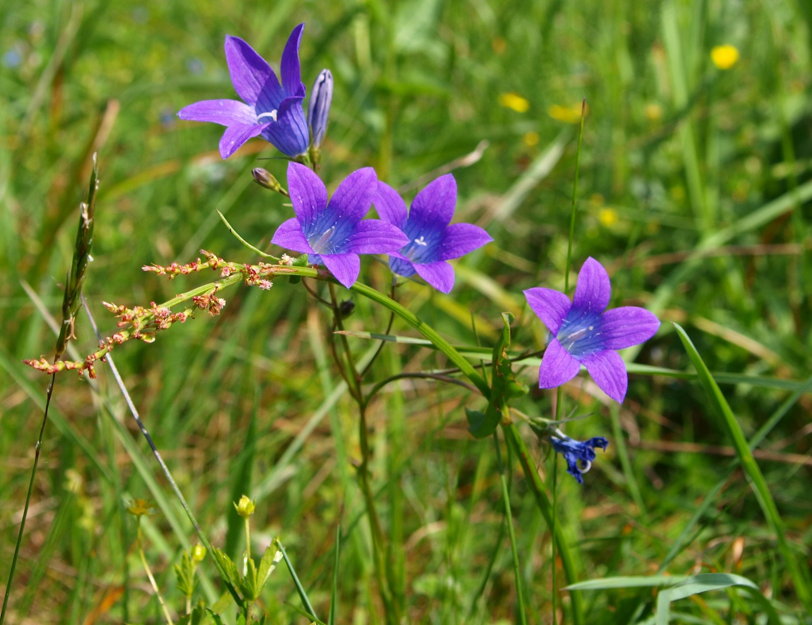 EvaMaria: Poľné kvety