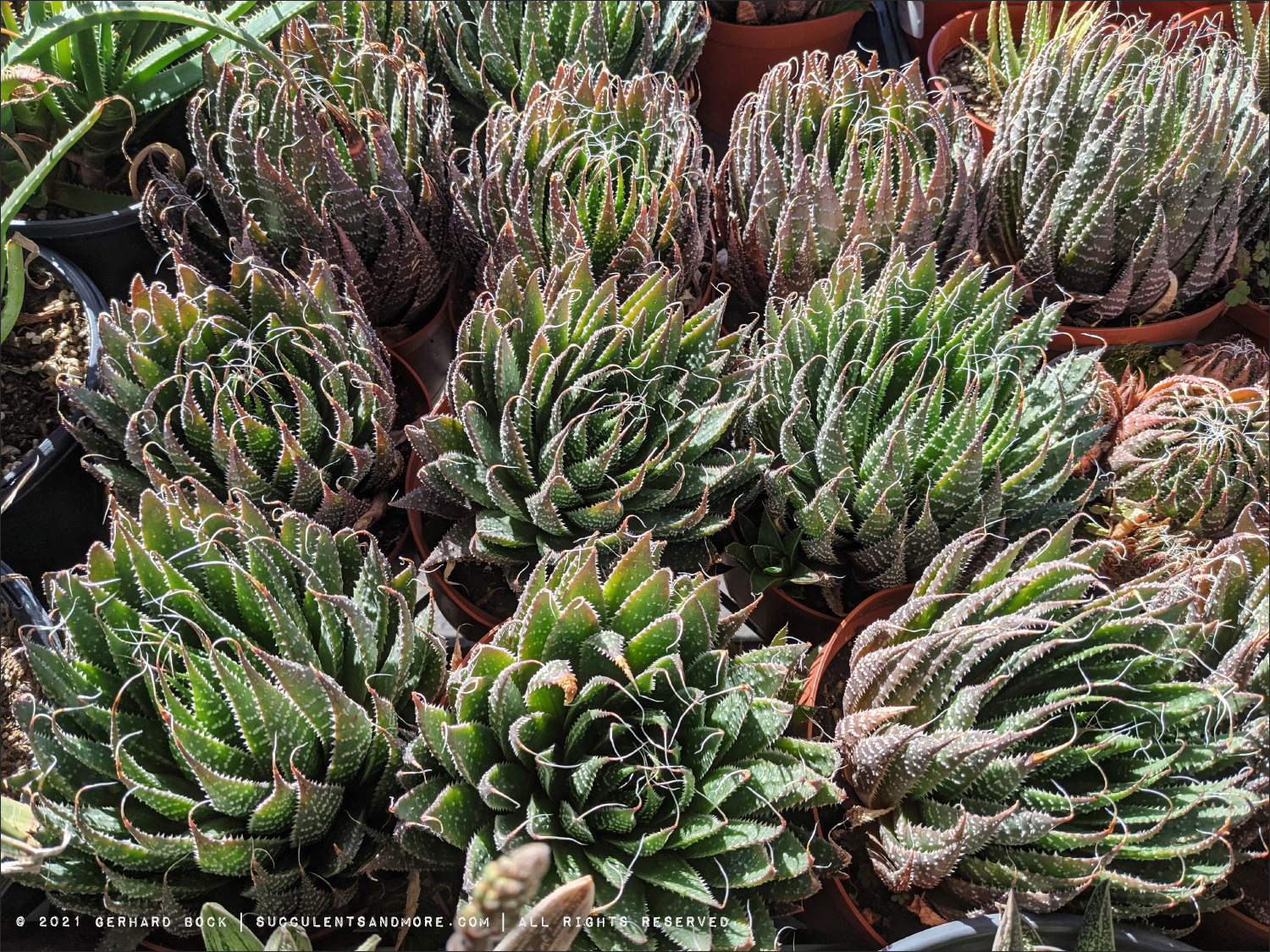 Succulent cornucopia at Plant Depot nursery in San Juan Capistrano