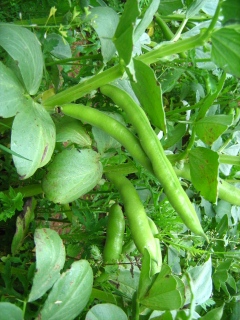 Terramanhada: Como semear favas e ervilhas