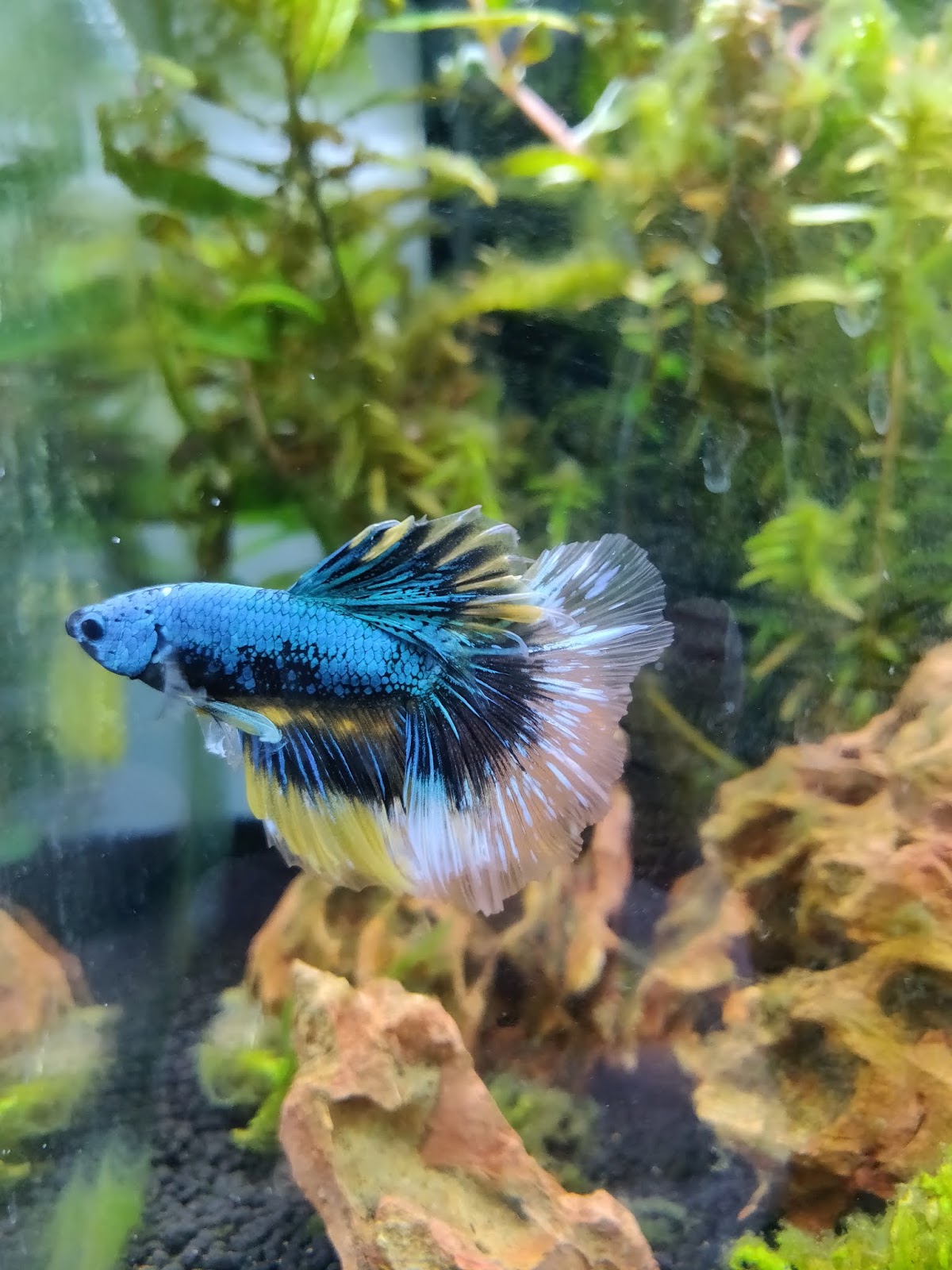 Mon Betta, photos et maintenance