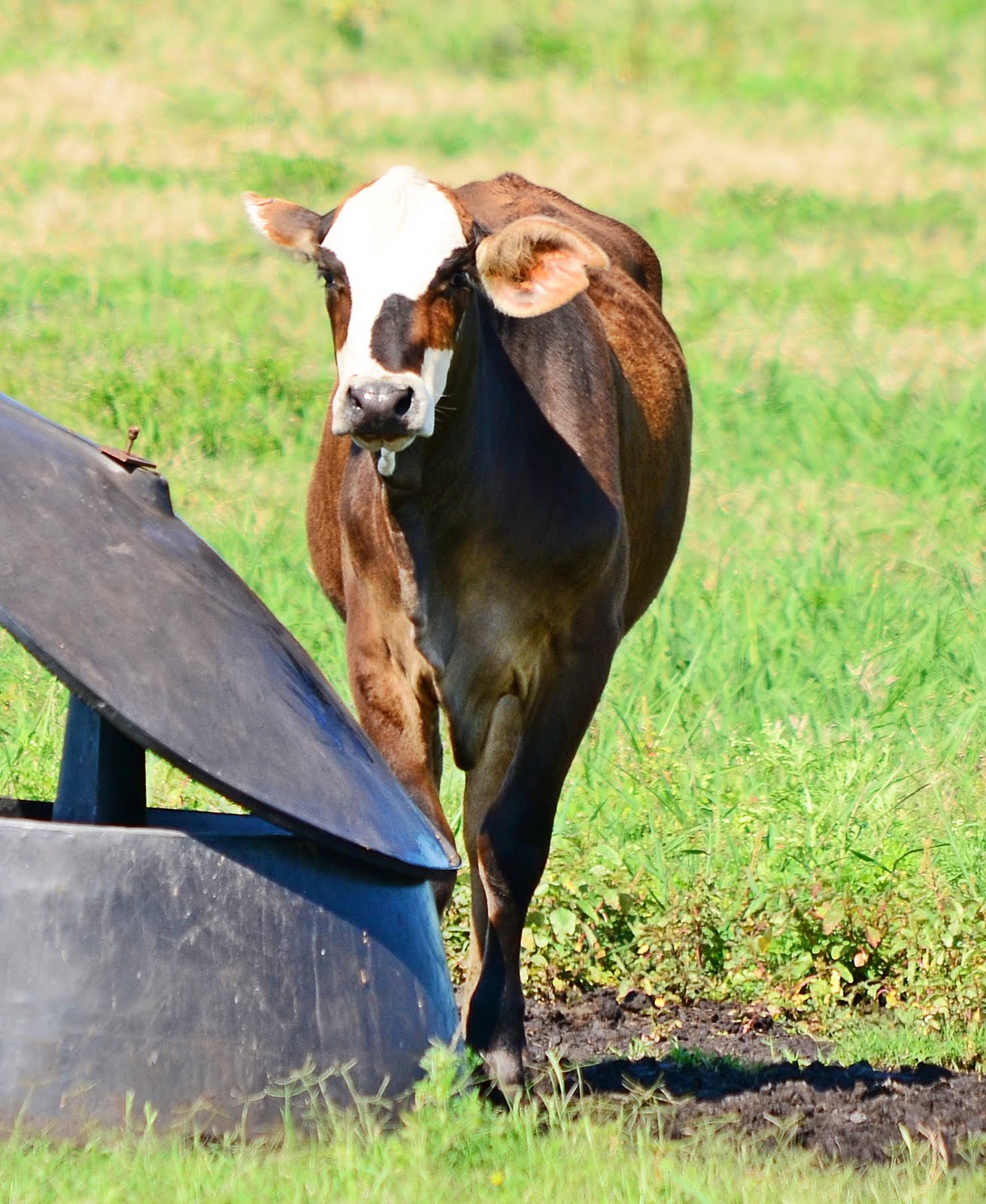 Dina's City Wildlife Adventures: Cows and a deer - more non-bird pictures