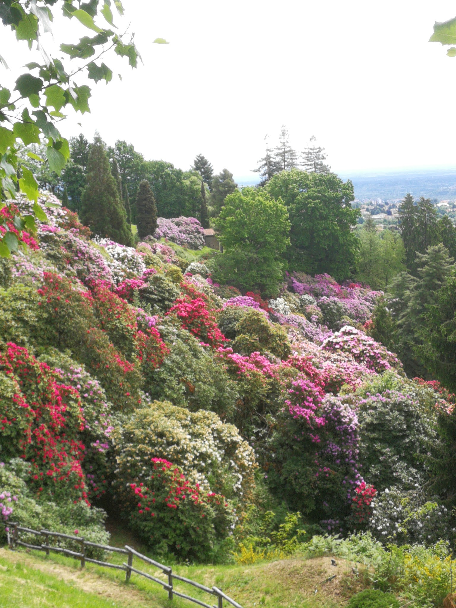 La fioritura dei rododendri: autentico spettacolo della natura al parco ...