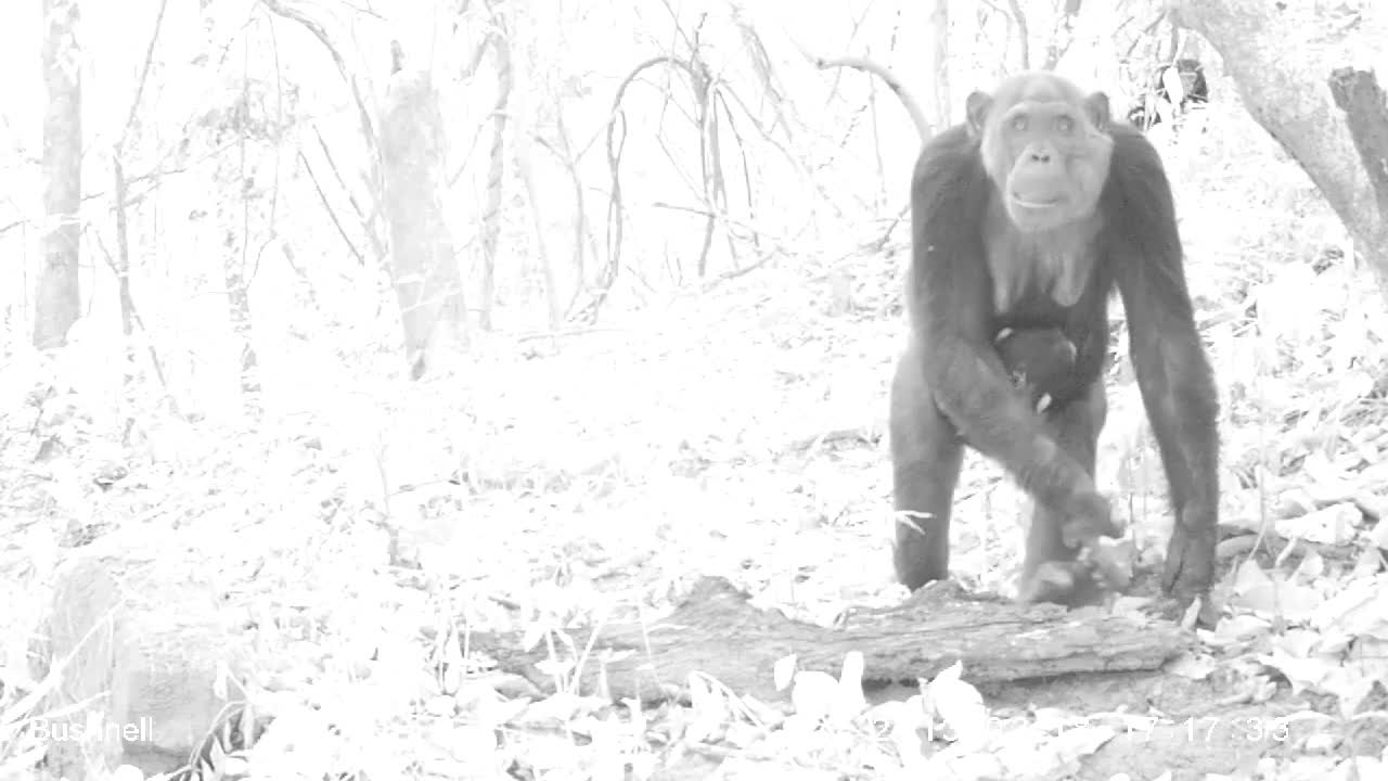 The CHIMP & SEE Blog: 2020