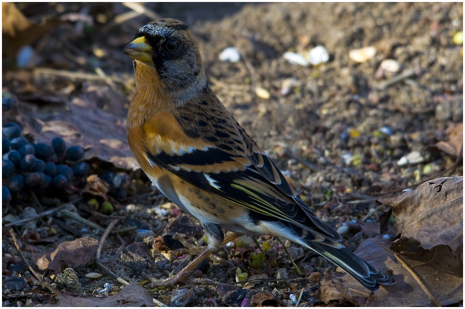 Naturaleza y Etnografía: Pizón real (Fringilla montifringilla)