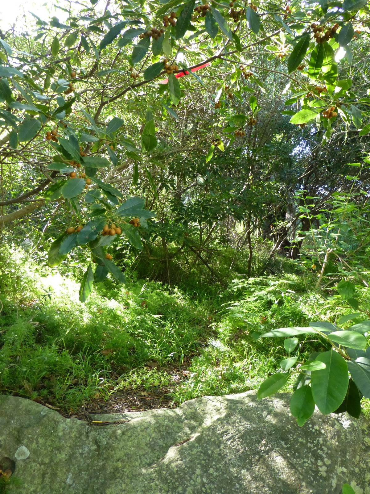 Snodge's subjective travel blog: Sydney - South Head Heritage Walk