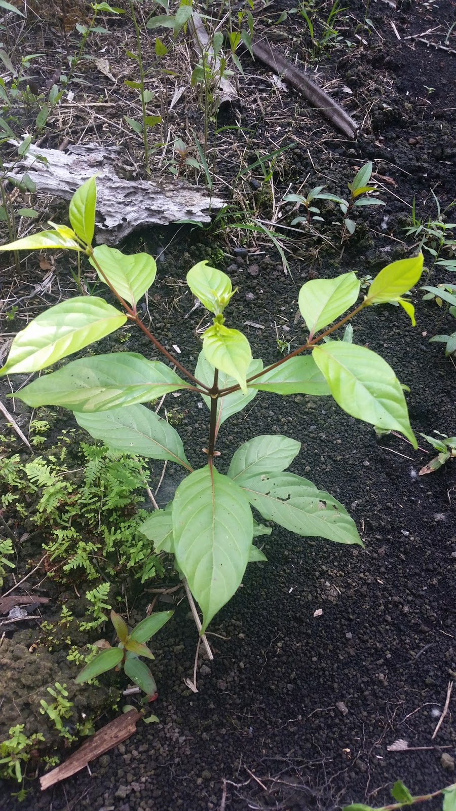 Warisan Petani: Pokok Kait-kait.