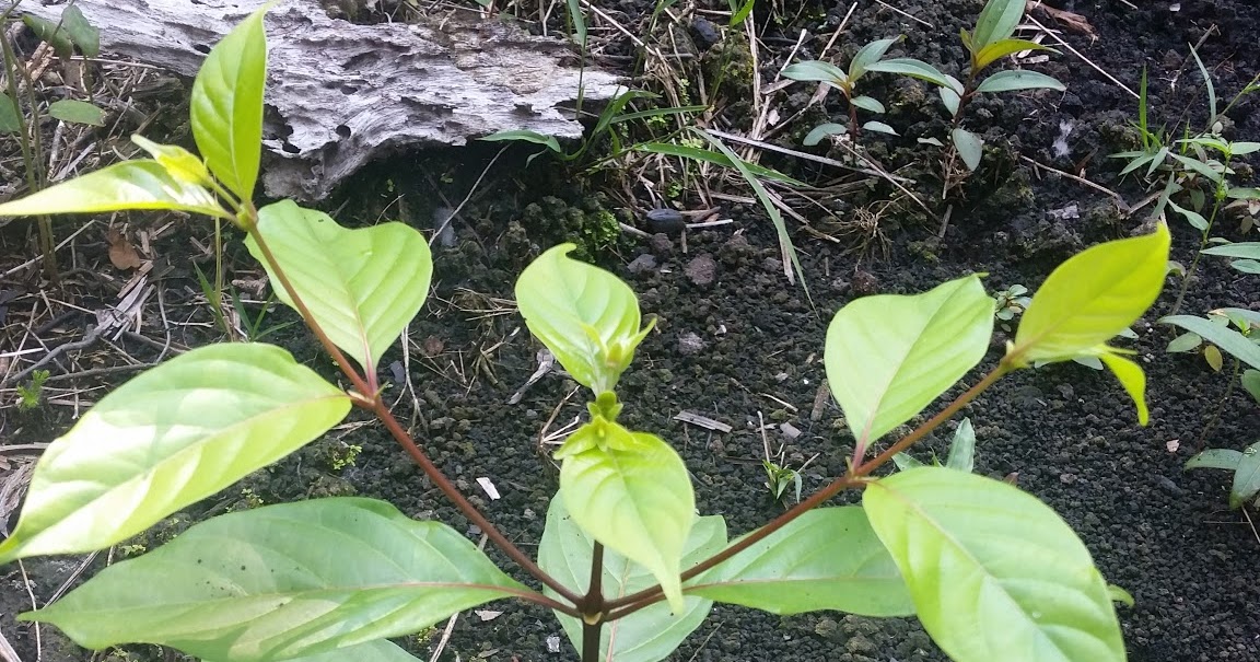 Warisan Petani: Pokok Kait-kait.