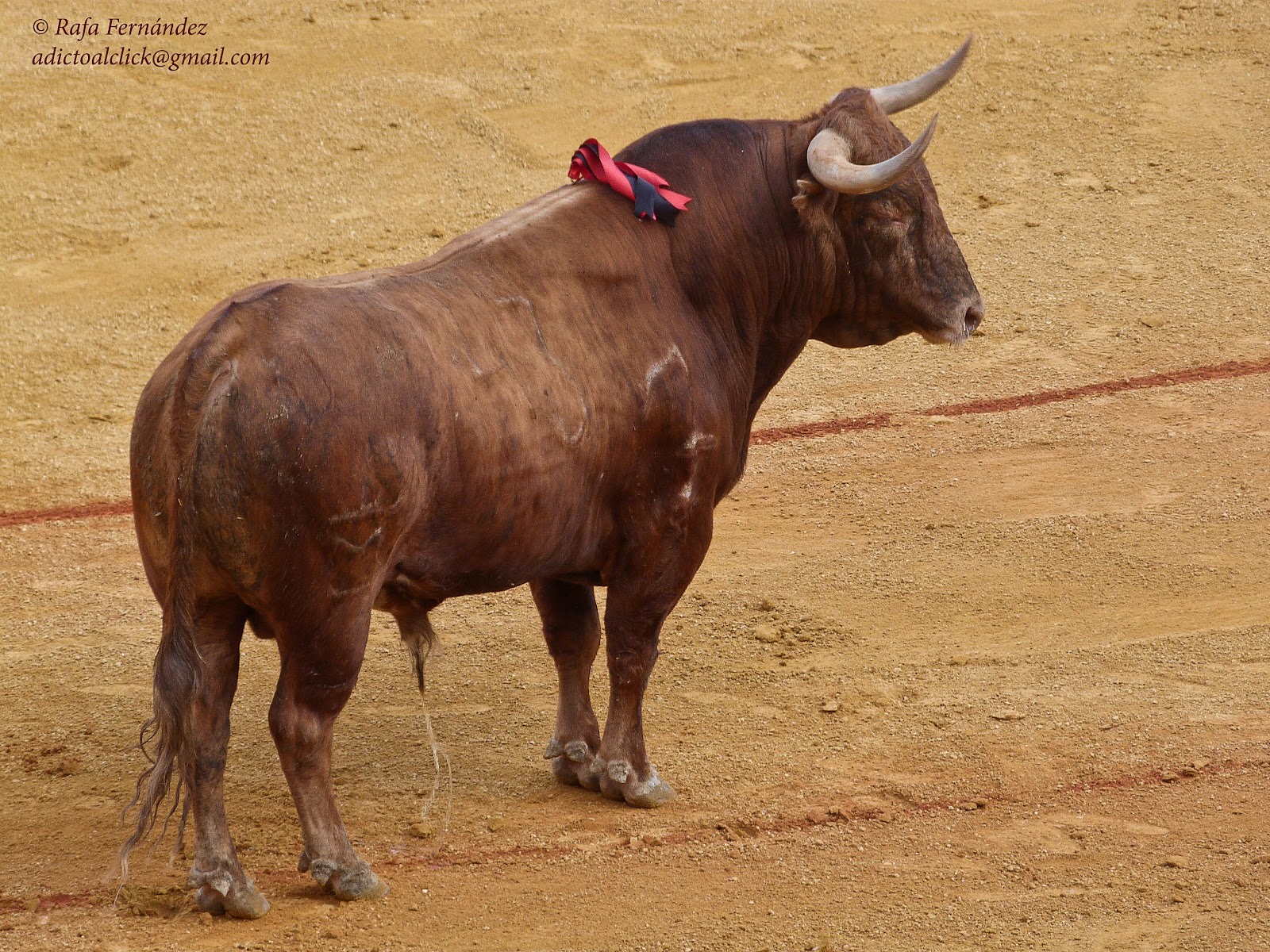 FOTOGRAFIA RF: CORRIDAS DE TOROS