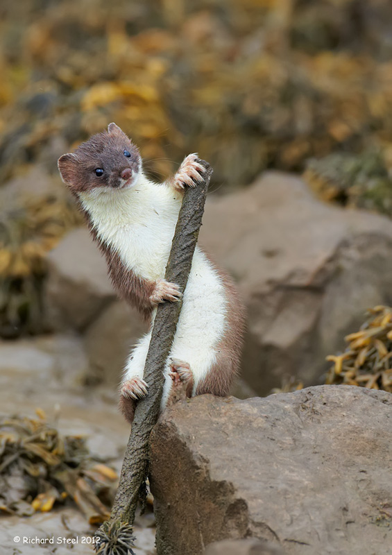 Wildlife Photographic Journals