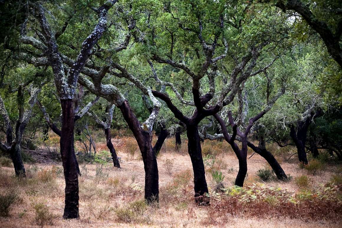 Montado | Ecossistema Criado pelo Homem