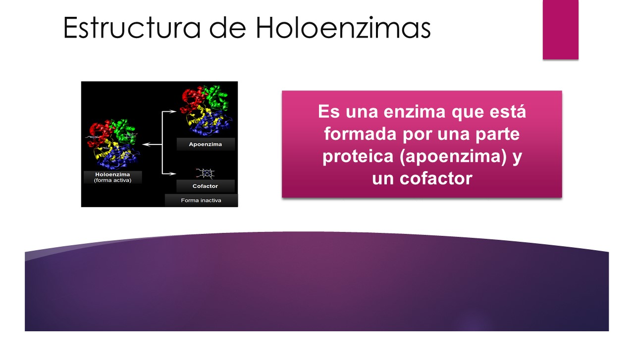 Bioquímica: Estructuras de enzimas y holoenzimas