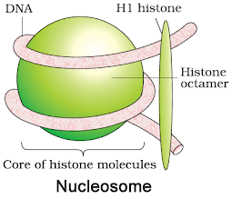 Molecular Basis of Inheritance - Notes | Class 12 | Part 1: The DNA