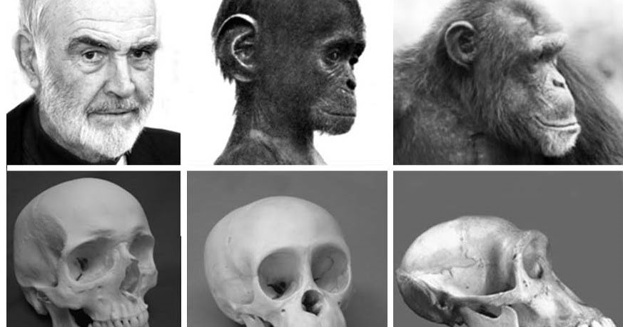 BaBel: La neotenia y otros trucos de la antropogénesis.