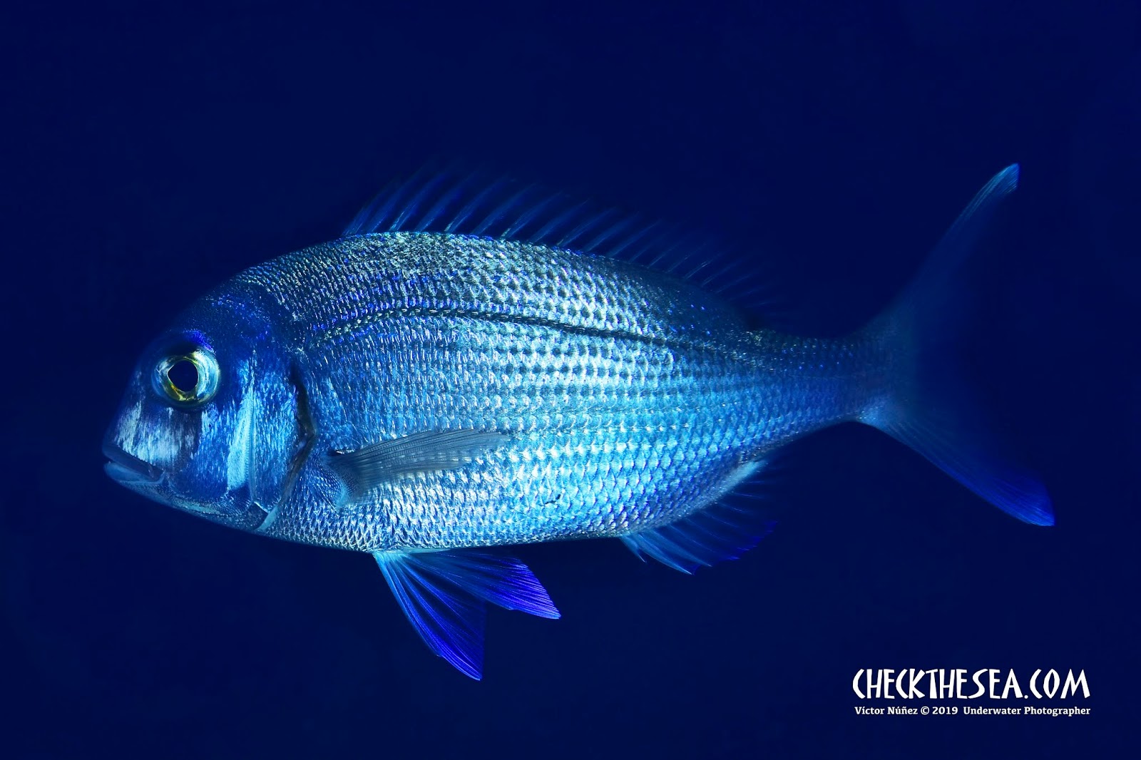 Check the Sea. Web de buceo y fotografía submarina de las Islas ...