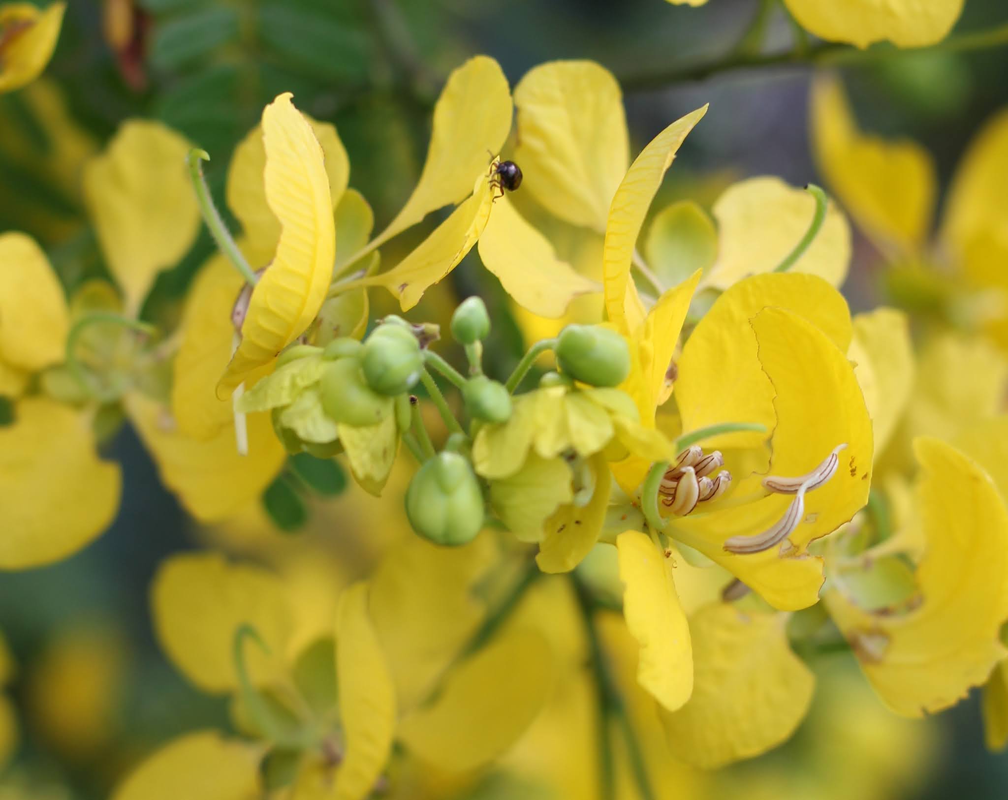 Fabaceae - Leguminosae no Brasil: Fabaceae - Senna multijuga (Rich.) H ...