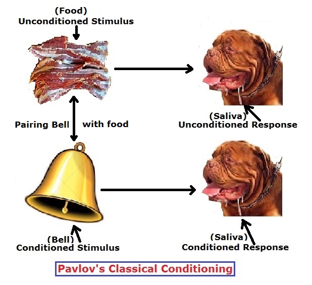 Pavlov's Theory Of Classical Conditioning | EducationSavvy
