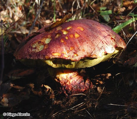 especies chilenas: El Loyo (Boletus loyo)