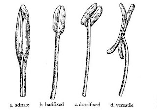 Flower and Structure of Stamen