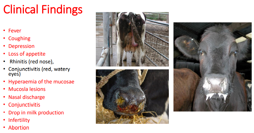 Infectious Bovine Rhinotracheitis