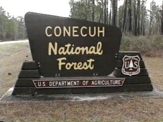 Conecuh National Forest ~ Jungle World
