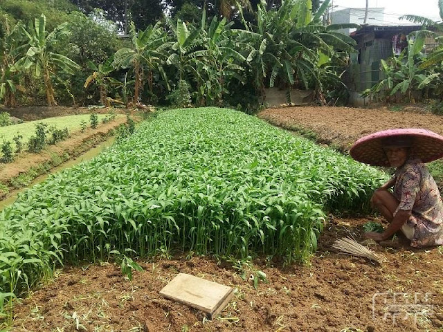 Pengertian Budidaya Meliputi Tujuan, Manfaatnya , Macam - Macam ...