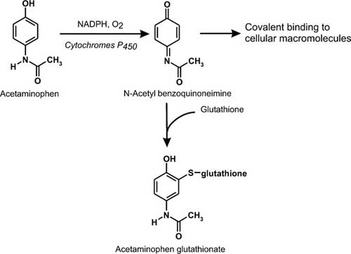 Acetaminophen Overdose Case File