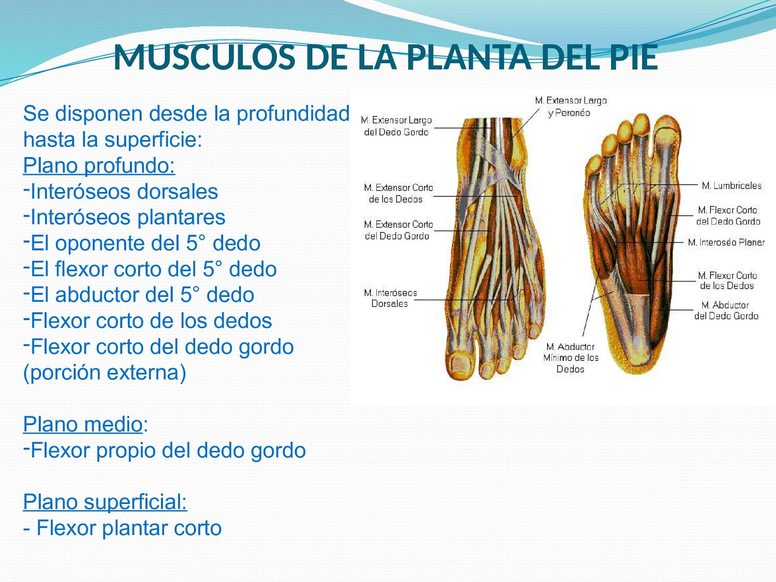 Consultorio Privado de Kinesiología y Fisioterapia: Biomecánica del Pie Consultorio Privado de Kinesiología y Fisioterapia: Biomecánica del Pie