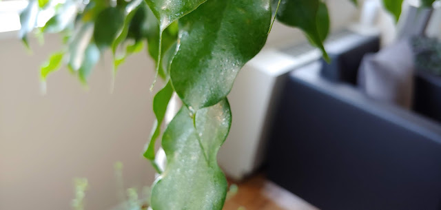 Spider Mites in the Ficus Tree | At Home with John Newman
